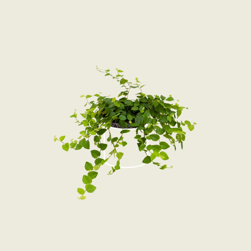 Ficus_Pumila - hydroponic plants Floora system